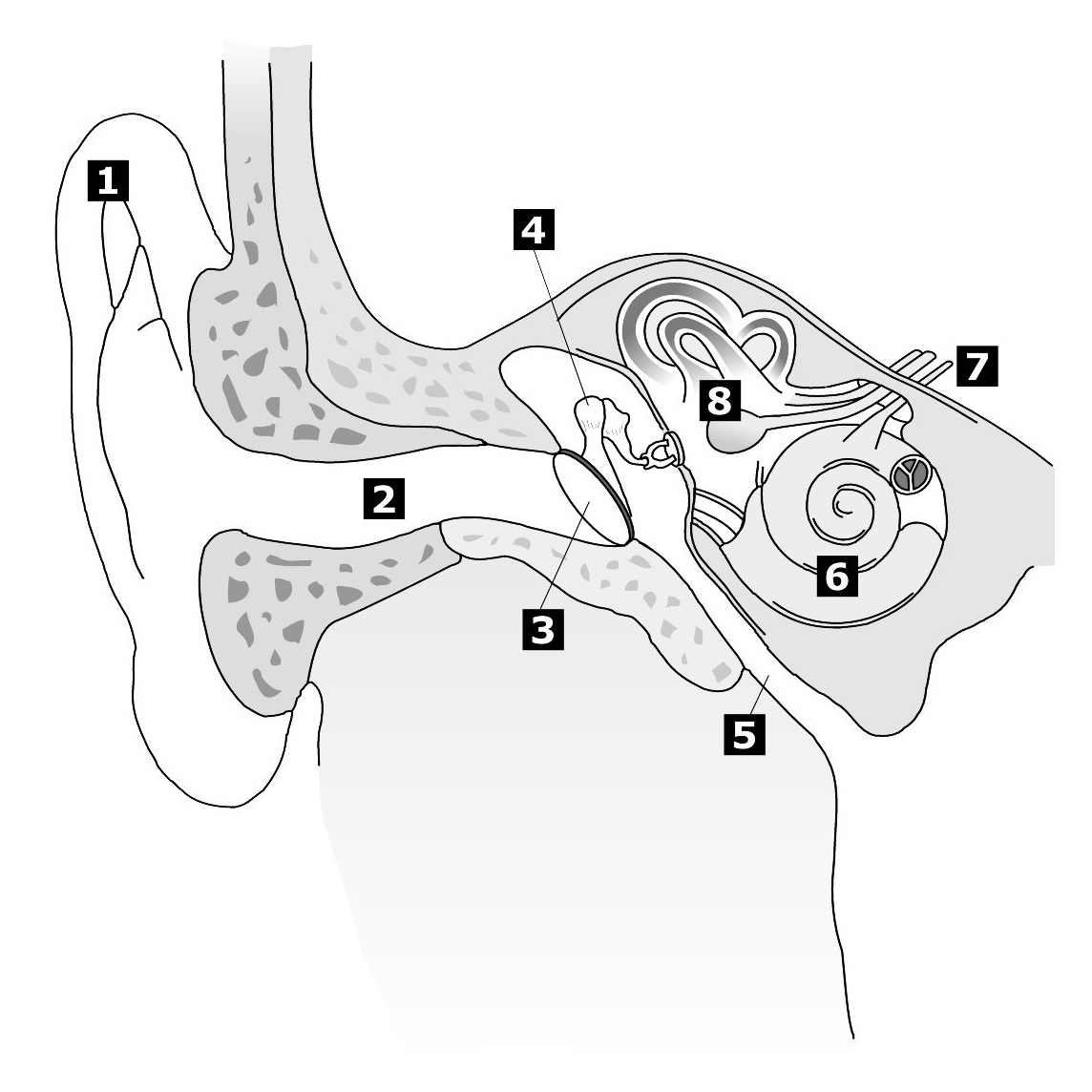 Kroppen - en översikt - FASS Allmänhet